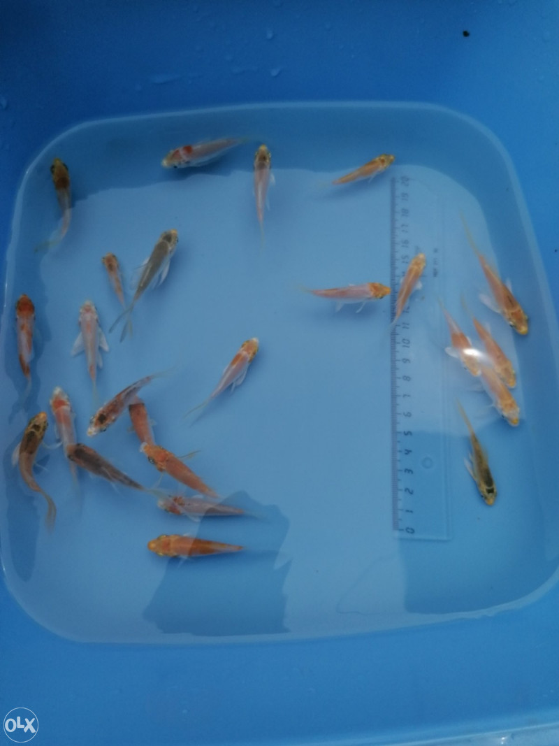 Koi saran sarani 062/409-238 - Ribice - OLX.ba