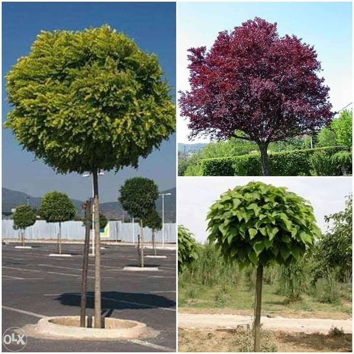 SADNICE KATALPE I CRVENE DZANARIKE - Sadnice - OLX.ba