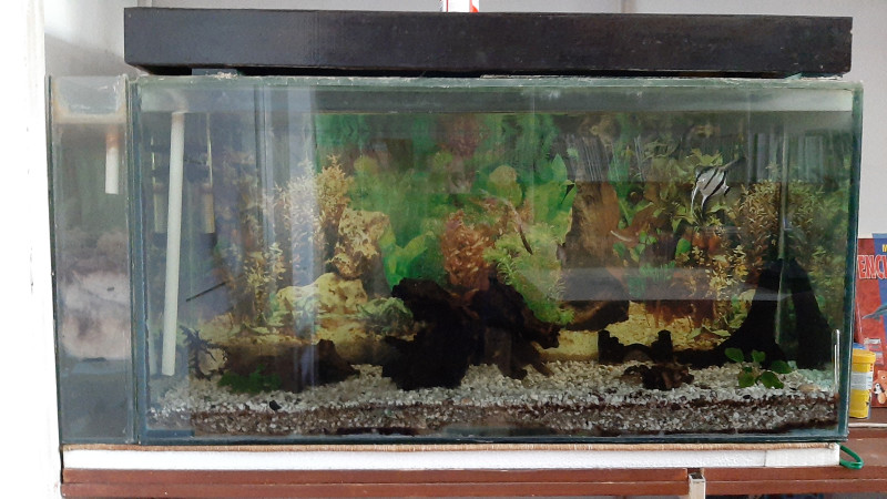 Akvarijum, tropske ribice, 150 l sa vanjskim filterom - Akvarijumi - OLX.ba