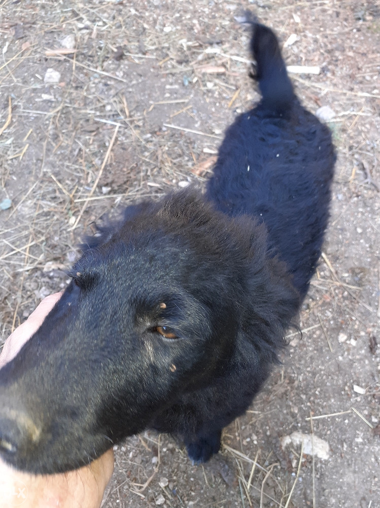 Cuko vracalica - Psi i Štenad - OLX.ba