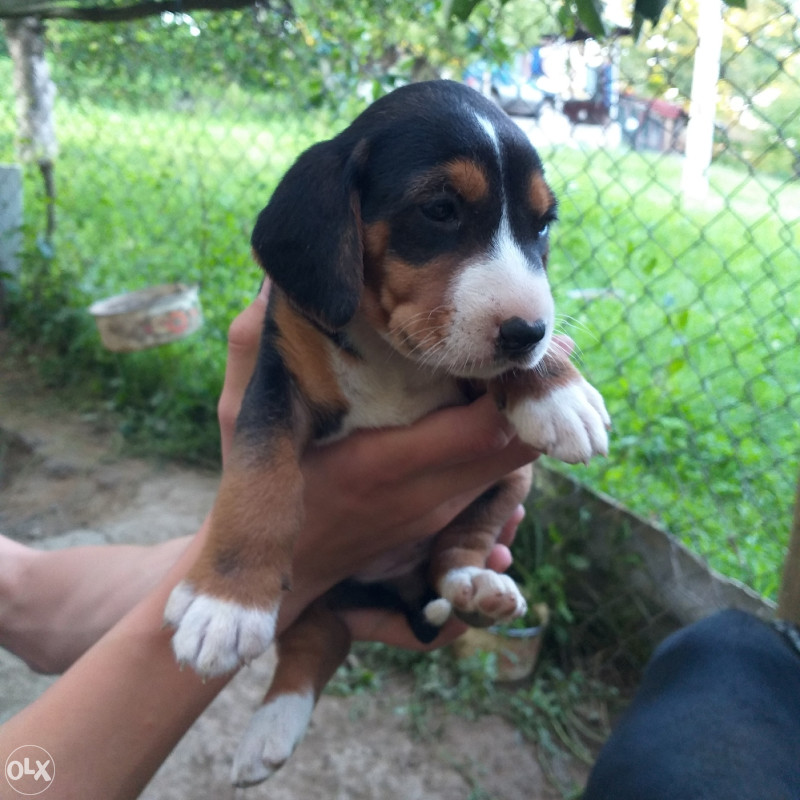 Stene, Srpski Trobojni Gonic, trobojac, lovacki pas - Psi i Štenad - OLX.ba