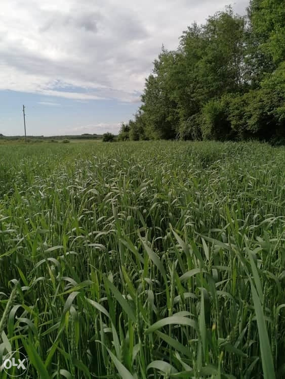 Spelta (pir) oljuštena - Žitarice - OLX.ba