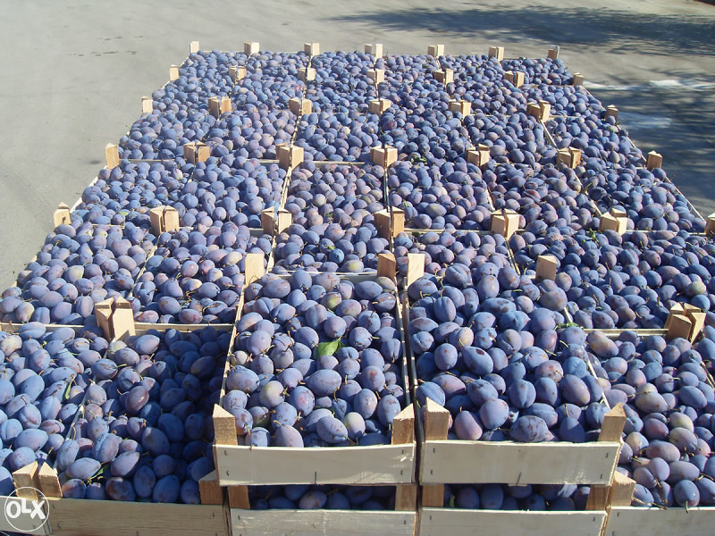 Kupujem šljive za rakiju - Voće - OLX.ba