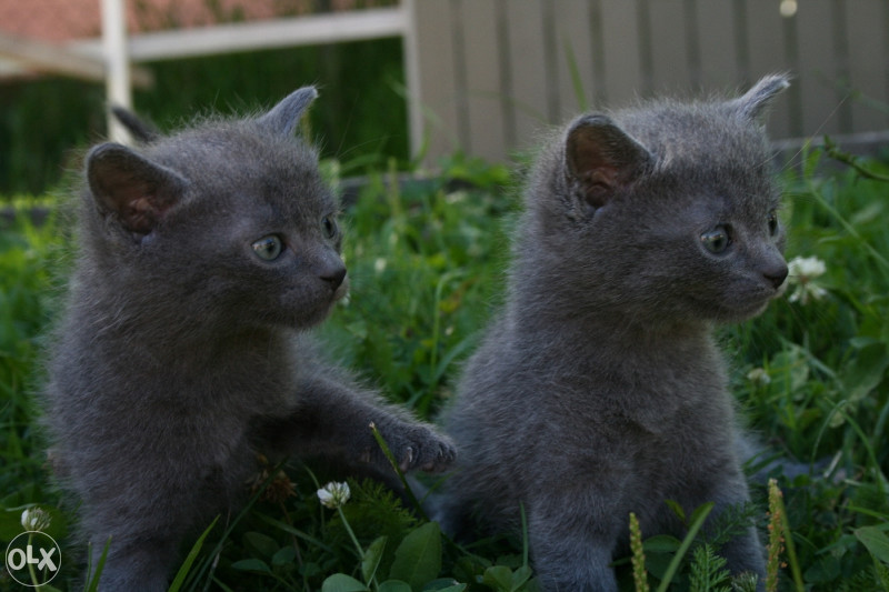 Ruska plava macka - ruski plavi macici -2022 - Mačke - OLX.ba