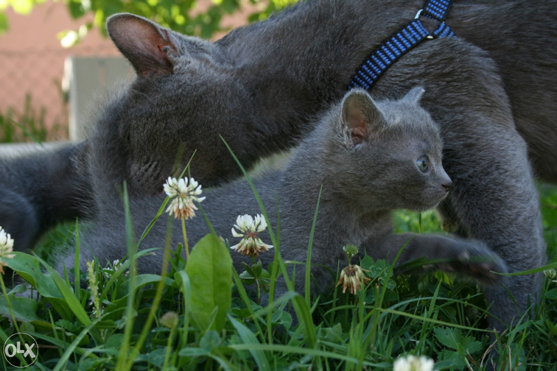 Ruska plava macka - ruski plavi macici -2022 - Mačke - OLX.ba