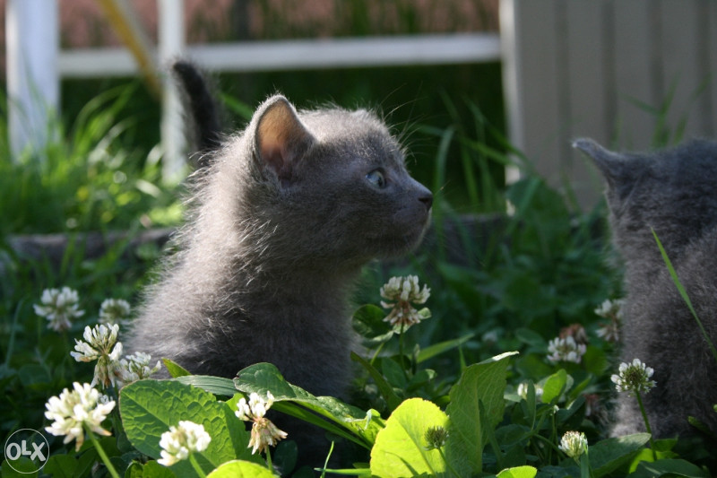 Ruska plava macka - ruski plavi macici -2022 - Mačke - OLX.ba