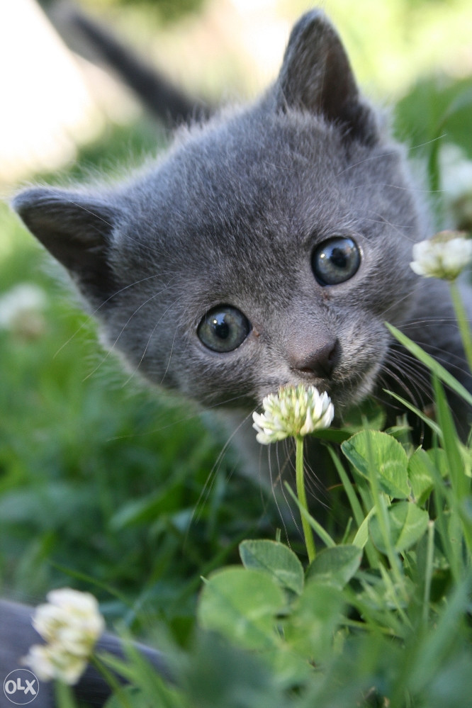 Ruska plava macka - ruski plavi macici -2022 - Mačke - OLX.ba