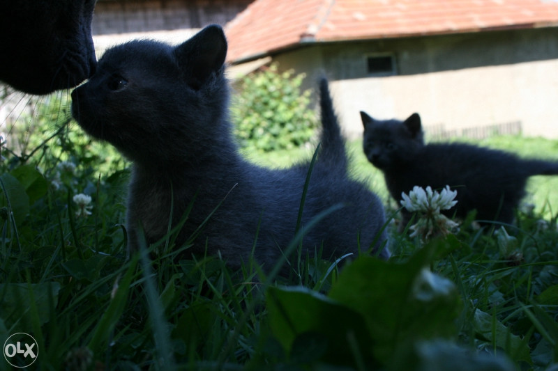 Ruska plava macka - ruski plavi macici -2022 - Mačke - OLX.ba