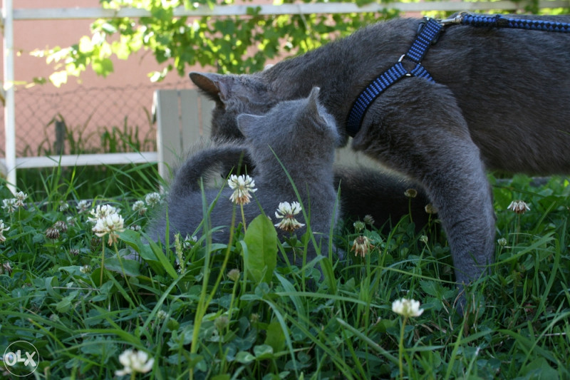 Ruska plava macka - ruski plavi macici -2022 - Mačke - OLX.ba