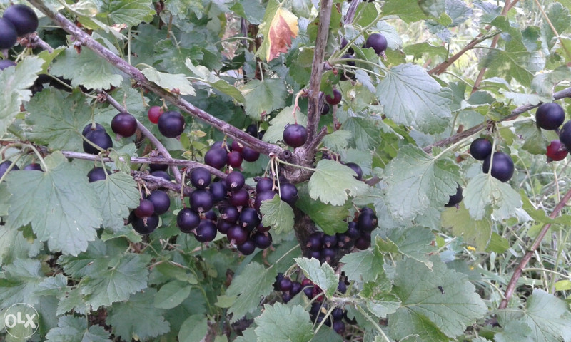 List crne ribizle izuzetno ljekovit i pun vitamina c .p - Sadnice - OLX.ba