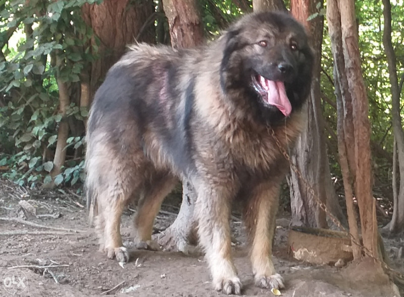 Sarplaninac muzijak - Parenje - OLX.ba