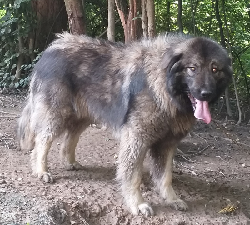 Sarplaninac muzijak - Parenje - OLX.ba