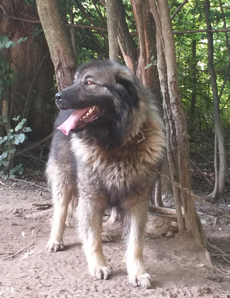 Sarplaninac muzijak - Parenje - OLX.ba