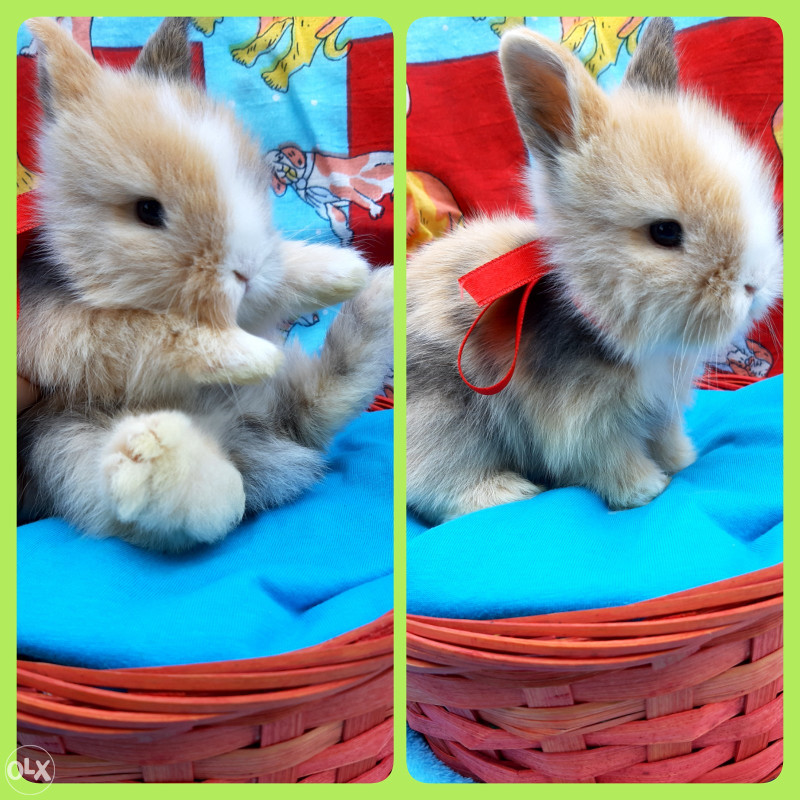 Kunici patuljasti lavlja glava(zec,zeko,zecevi,kunic) - Kunići - OLX.ba