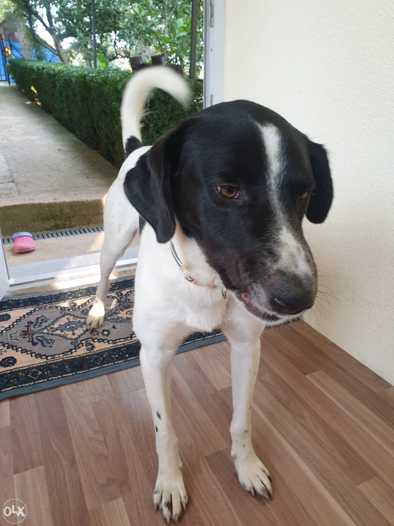 Poklanjam psa Engleski Hrt - Psi i Štenad - OLX.ba