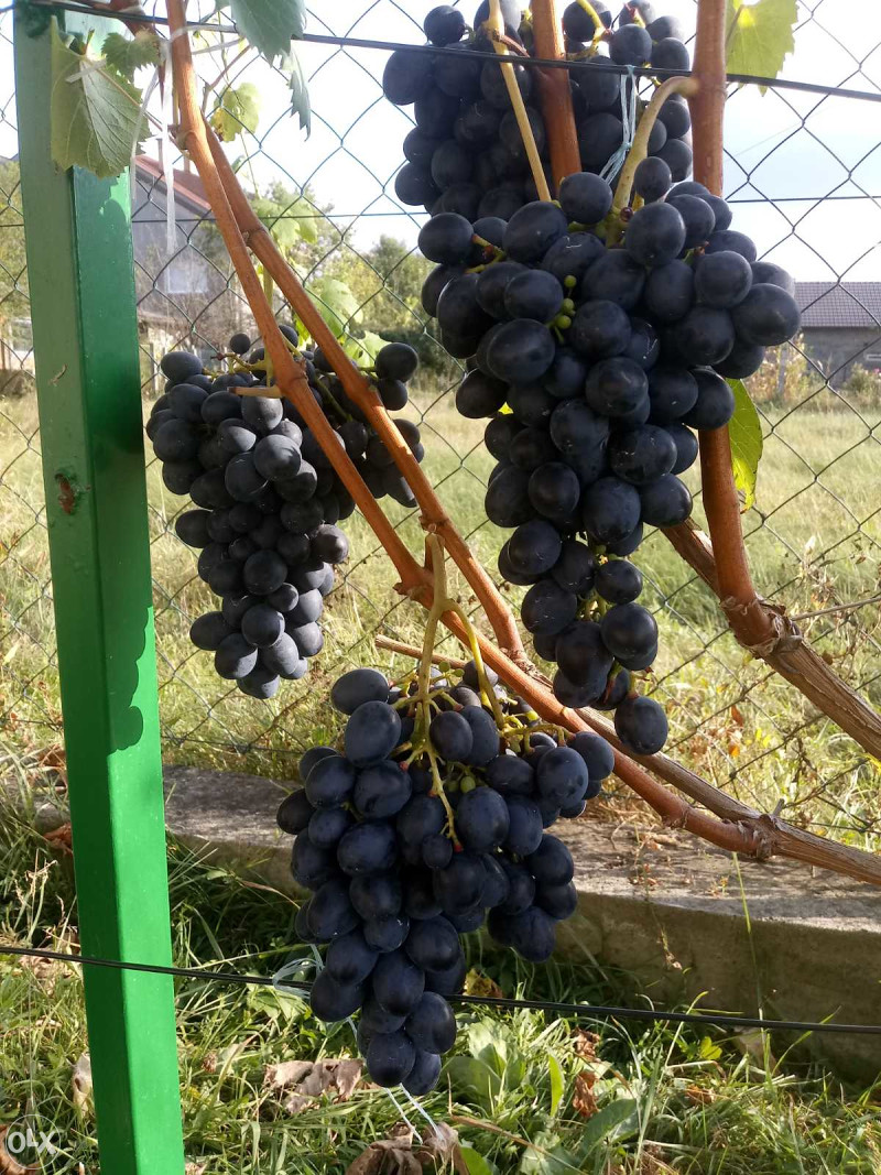 sadnice vinove loze, vinova loza, grozdje,sadnice - Sadnice - OLX.ba