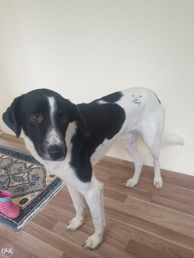 Poklanjam psa Engleski Hrt - Psi i Štenad - OLX.ba