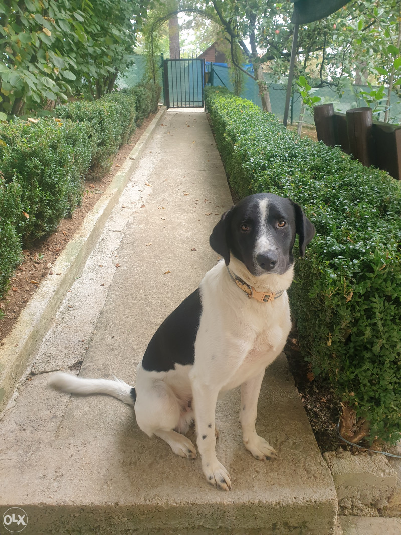 Poklanjam psa Engleski Hrt - Psi i Štenad - OLX.ba