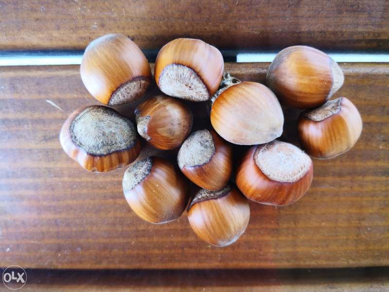 Lješnjak ljesnjak lesnik - Voće - OLX.ba