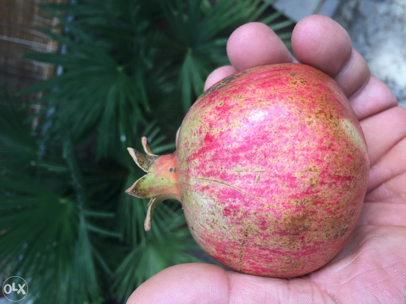 Sadnice šipka(nara)-Hidžaz(Turska) - Sadnice - OLX.ba