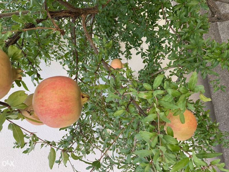 Sadnice šipka(nara)-Hidžaz(Turska) - Sadnice - OLX.ba