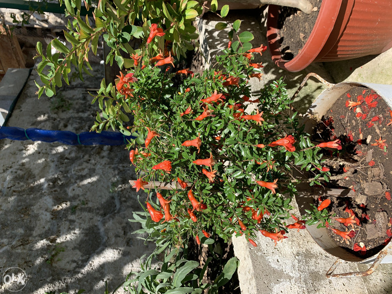 Patuljasti (ukrasni) šipak - nar - Sadnice - OLX.ba