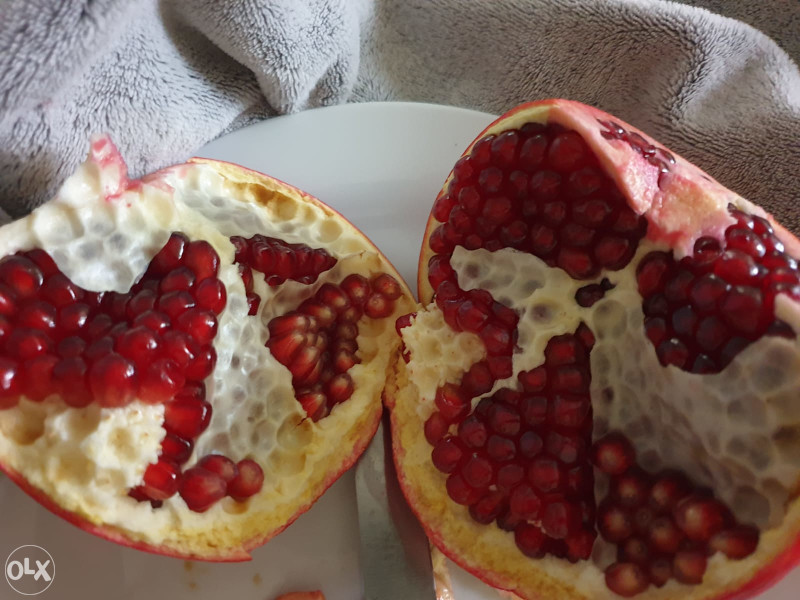 Sadnice šipka(nara)-Hidžaz(Turska) - Sadnice - OLX.ba