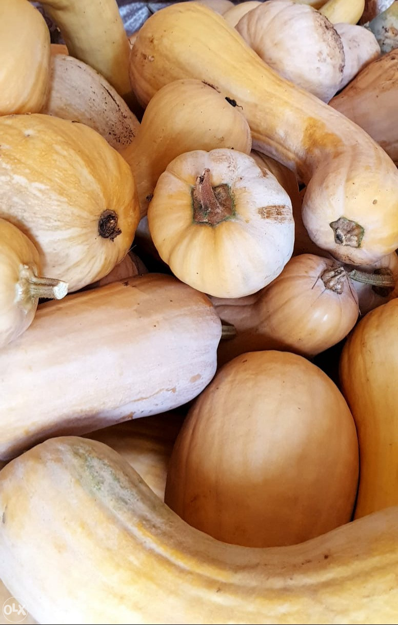 Bundeva tikva puter puterica butternut - Povrće - OLX.ba