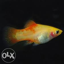 sunny platy - Ribice - OLX.ba