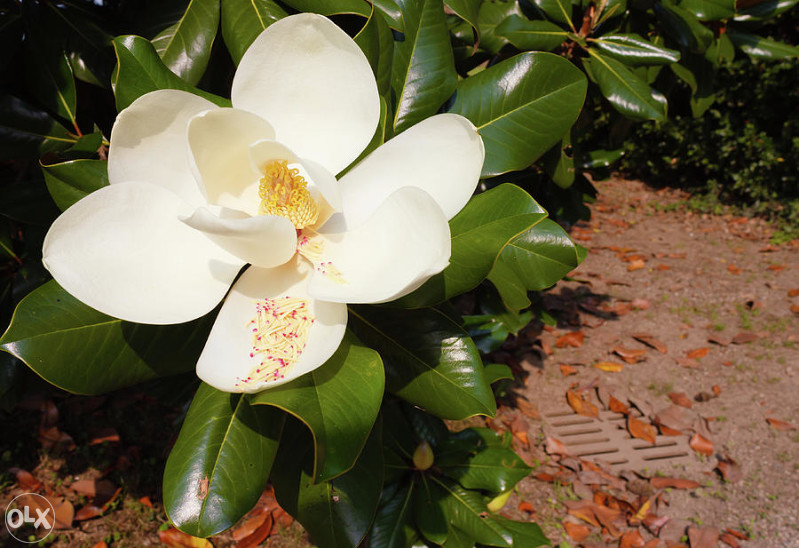 Magnolia grandiflora - Sadnice - OLX.ba