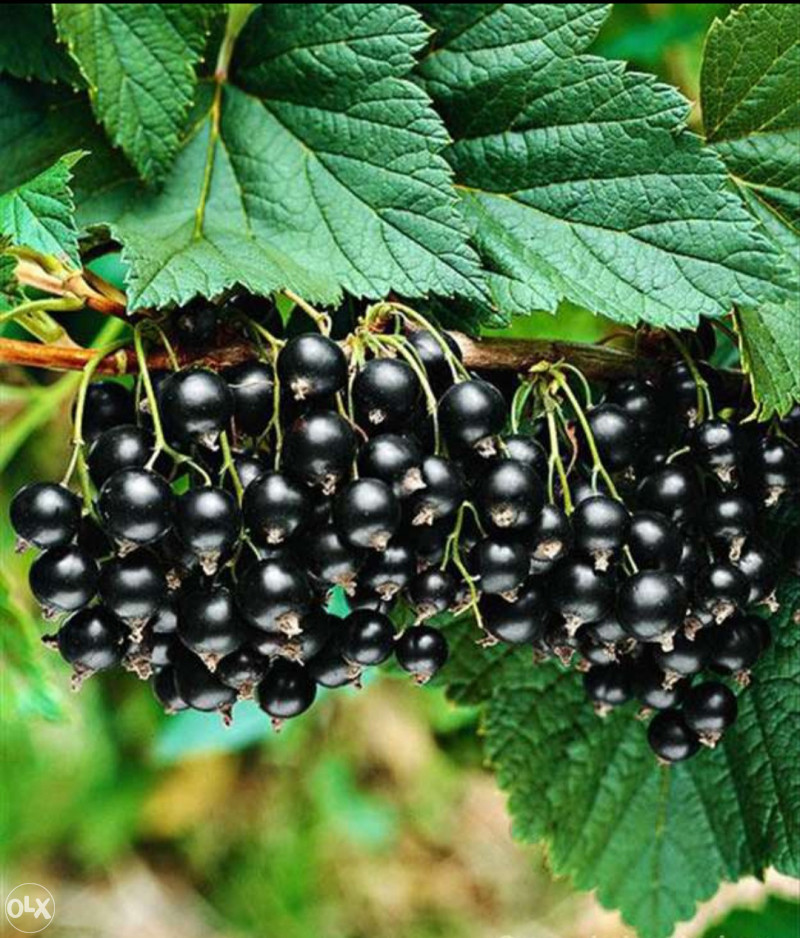 CRNA RIBIZLA SADNICE,SADNICA CRNE RIBIZLE JESEN 2022 - Sadnice - OLX.ba