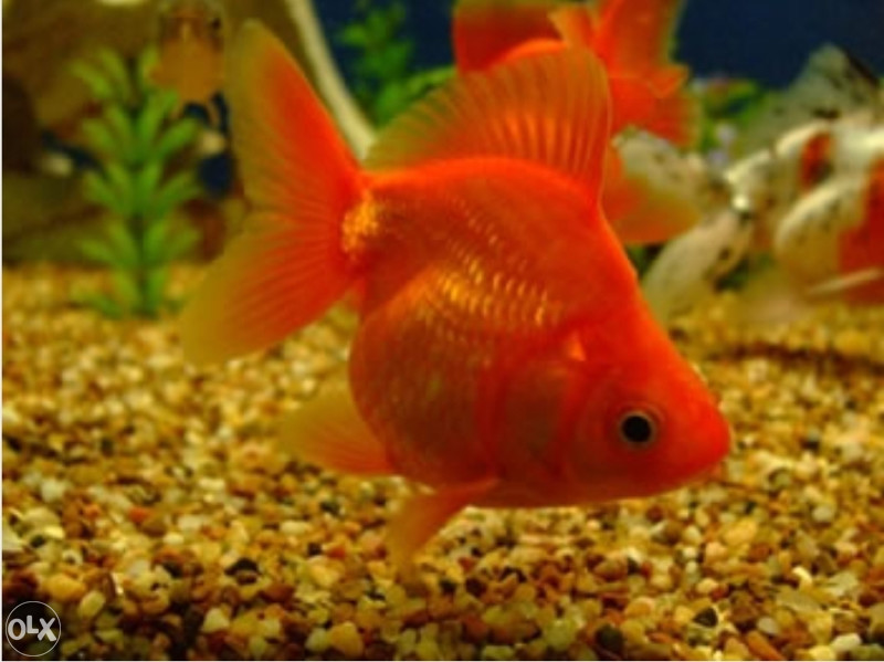 Zlatne ribice - Ribice - OLX.ba
