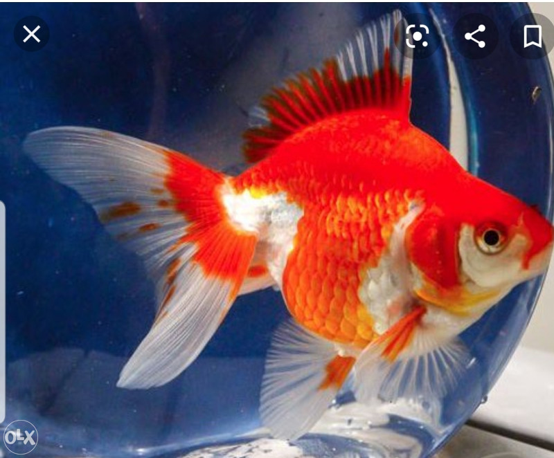 Zlatne ribice - Ribice - OLX.ba