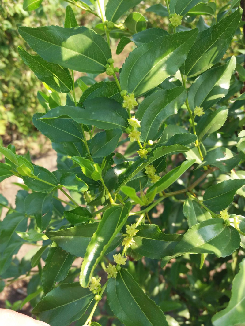 Ziziphus jujuba. Žižula, kineska datula, urma - Sadnice - OLX.ba