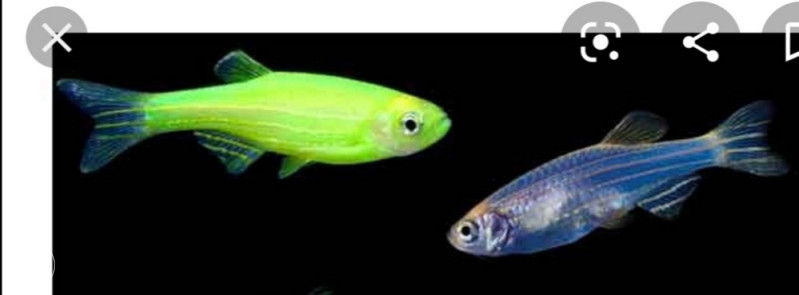 Zebrice raznih boja - Ribice - OLX.ba