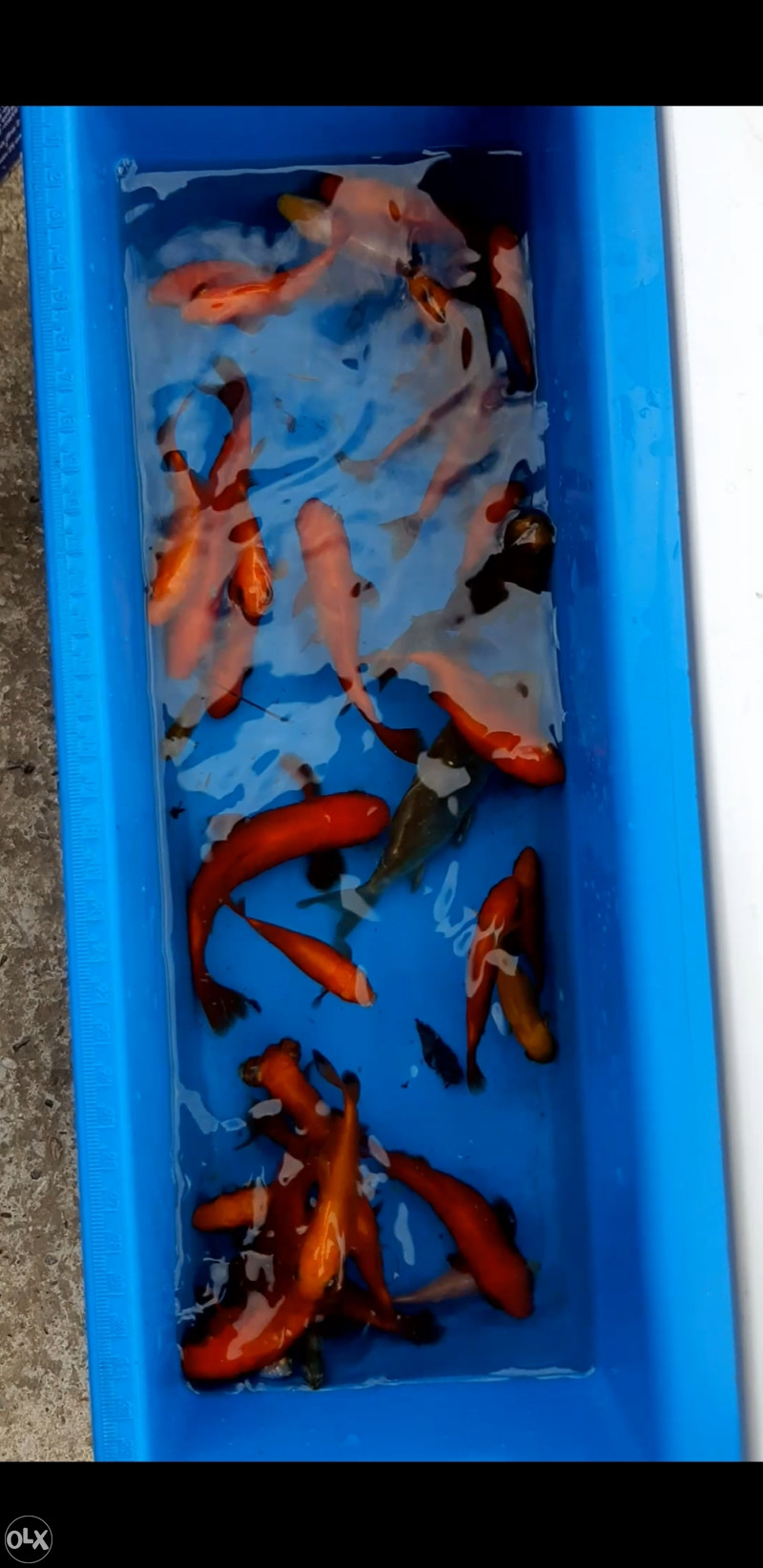 Zlatne ribice - Ribice - OLX.ba