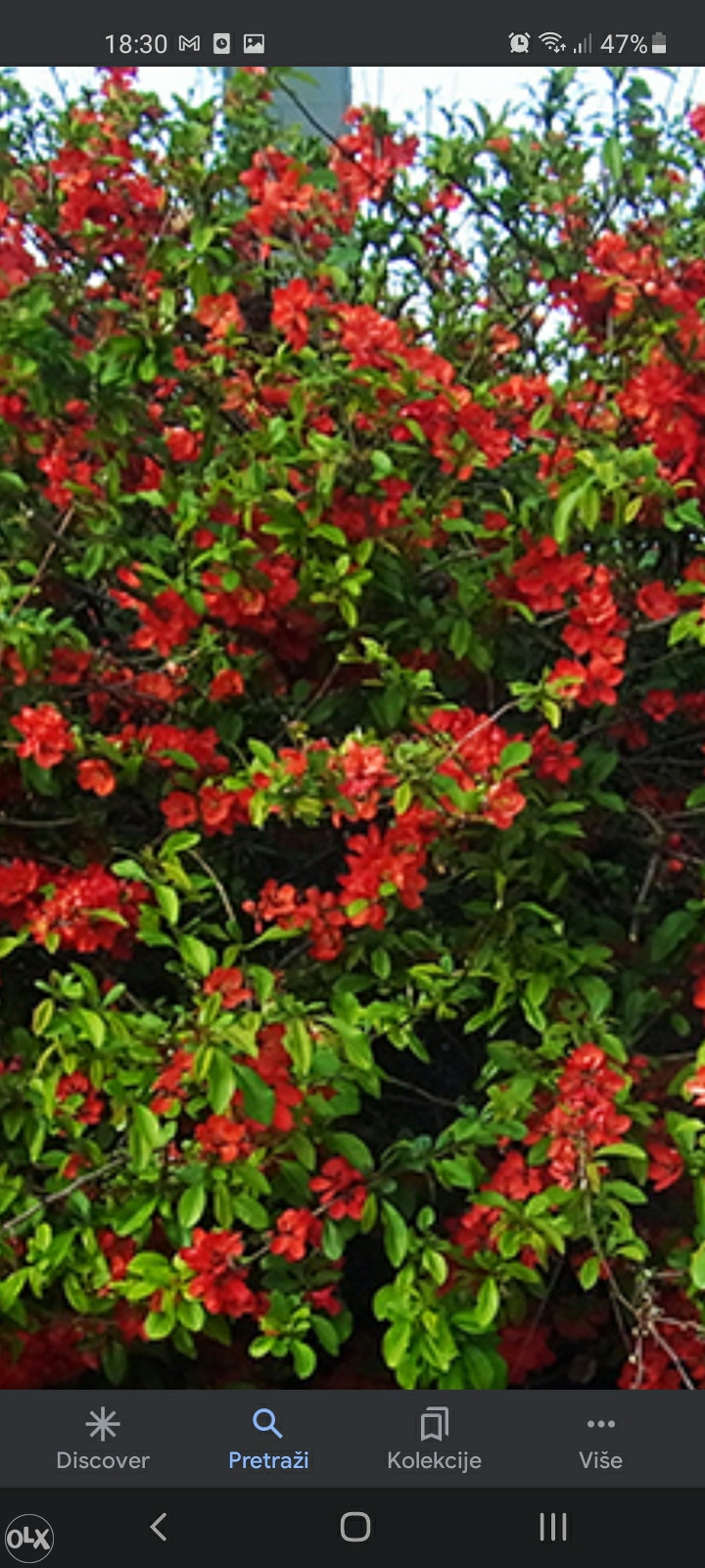 Ukrasni grm JAPANSKA DUNJA, crveni jasmin - Sadnice - OLX.ba