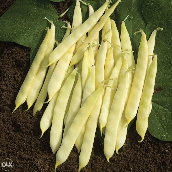 Mahuna, boranija Žuta puterica niska ~30+ sjemenki - Sjemena - OLX.ba