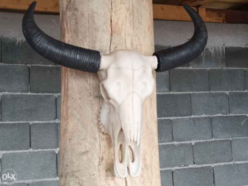 Rogovi lobanja ukras umjetni TROFEJ BUFFALO - Trofeji - OLX.ba