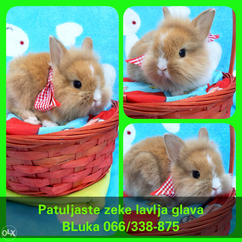 Lavlja glava patuljasti kunic kunici zecevi 066/338875 - Kunići - OLX.ba