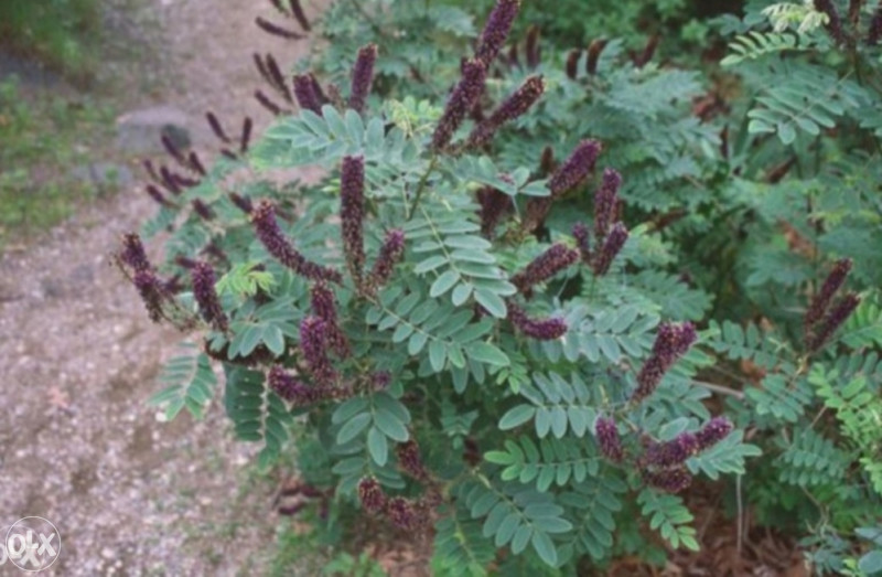 Sadnice bagremca biljka pcele amorfe bagremac medonosna - Sadnice - OLX.ba