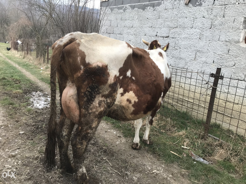 Krava simental - Krave - OLX.ba