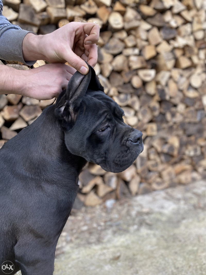 Cane corso - Psi i Štenad - OLX.ba