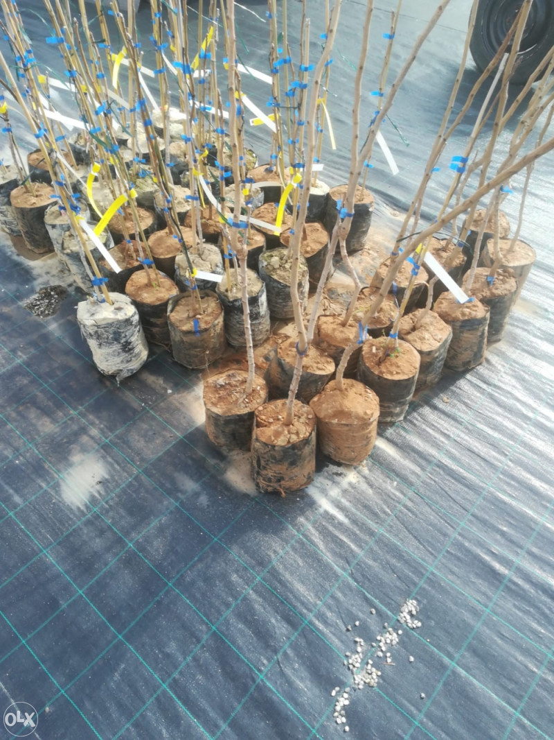 Sadnice pistacija, Pistaći, dvogodišnje, preko 120 cm - Moj dom ...