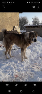 Prodaje se AZIJAT AZIJSKI OVCAR top pas - Životinje - Psi i Štenad ...