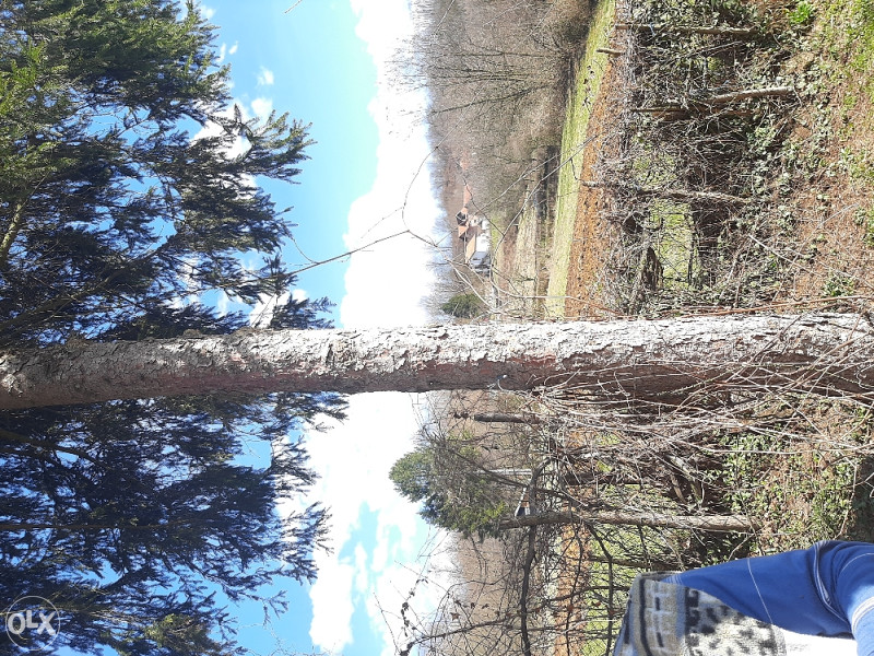 Bor drvo - Daske, fosne i grede - OLX.ba