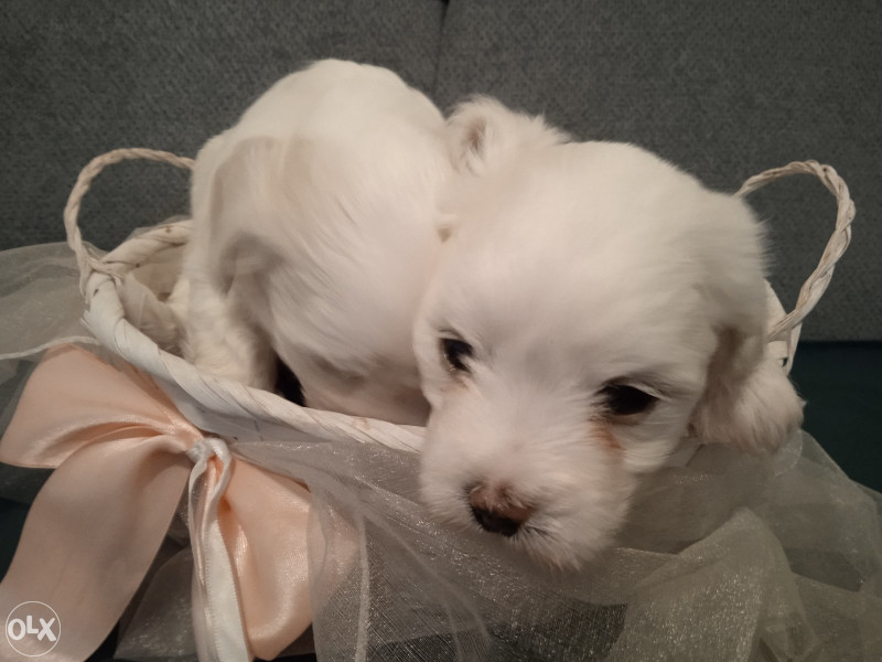 Mini Maltezer maltezeri maltezera, .sa vrhn pedig - Psi i Štenad - OLX.ba