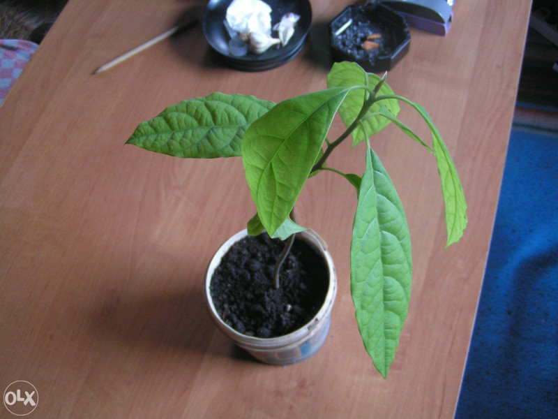 avokado sadnica - Sadnice - OLX.ba