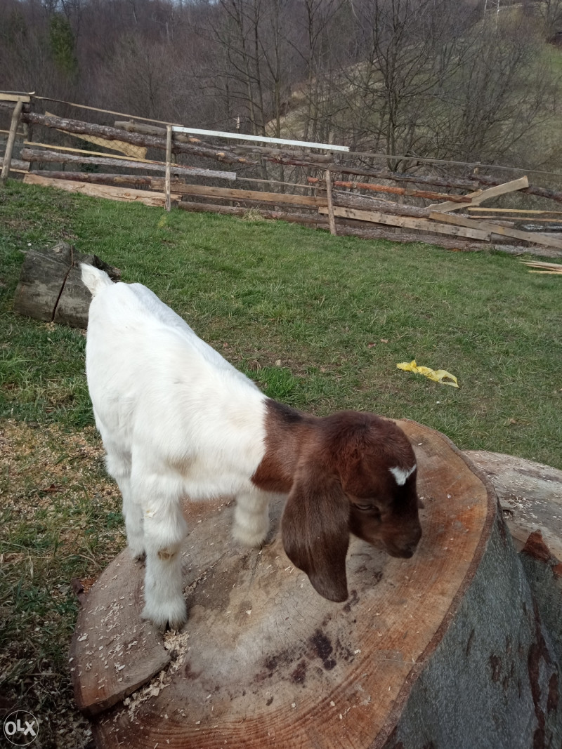 Burske alpske koze - Koze - OLX.ba