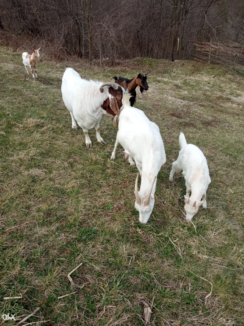 Burske alpske koze - Koze - OLX.ba